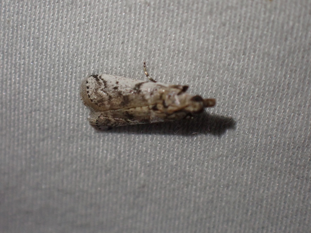 Scale-feeding Snout from Mission, TX, USA on November 13, 2024 at 07:43 ...