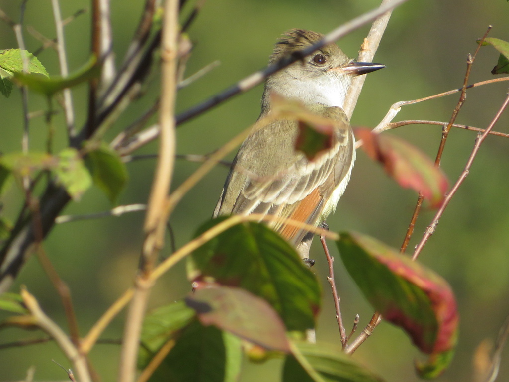 Ash-throated Flycatcher from Sixth Ave NE, Tuscaloosa, AL, US on ...
