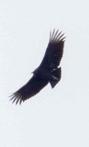 Black Vulture from Centerville, OH, USA on November 17, 2024 at 02:30 ...