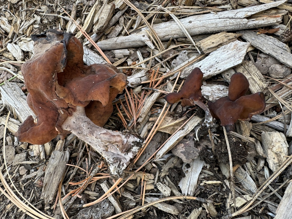 Gyromitra from Apache County, AZ, USA on August 16, 2024 at 04:53 PM by ...