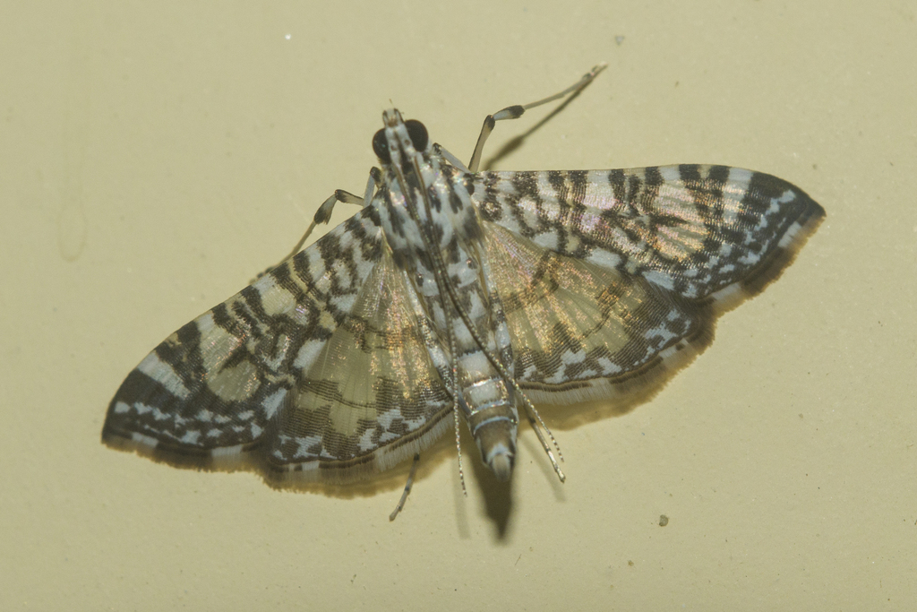 Chabulina from 3RX9+84W Pakke Tiger Reserve, Itakhola Seijusa Road ...