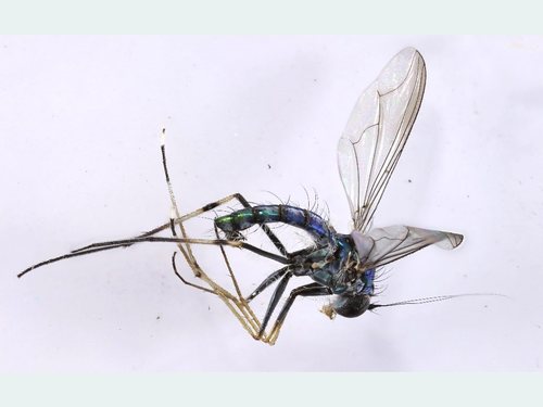 Chrysosoma leucopogon (Diptera (flies) of the Chagos Archipelago ...