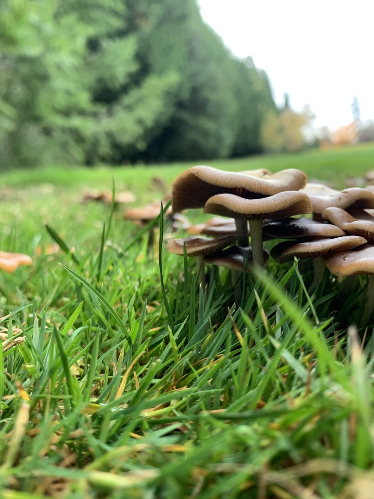 Wavy Cap in November 2024 by bakern. Found growing on grass near Doug ...