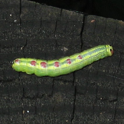 Linden Prominent (Caterpillars of Ontario) · iNaturalist