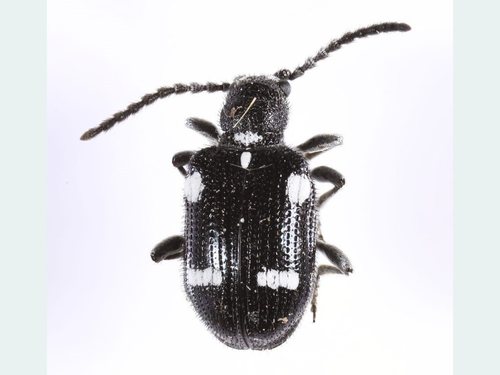 Ptinus albomaculatus · iNaturalist