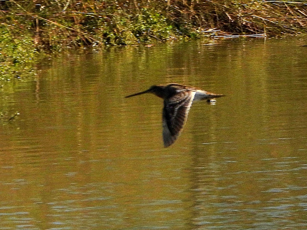 Wilson's Snipe from Harris County, TX, USA on November 14, 2024 at 02: ...