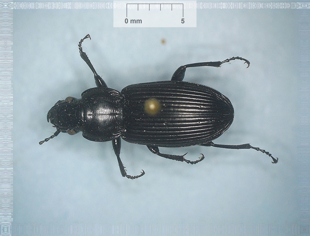 Rain Beetle from Saint-Rémi-de-Tingwick, Centre-du-Québec, QC, Canada ...