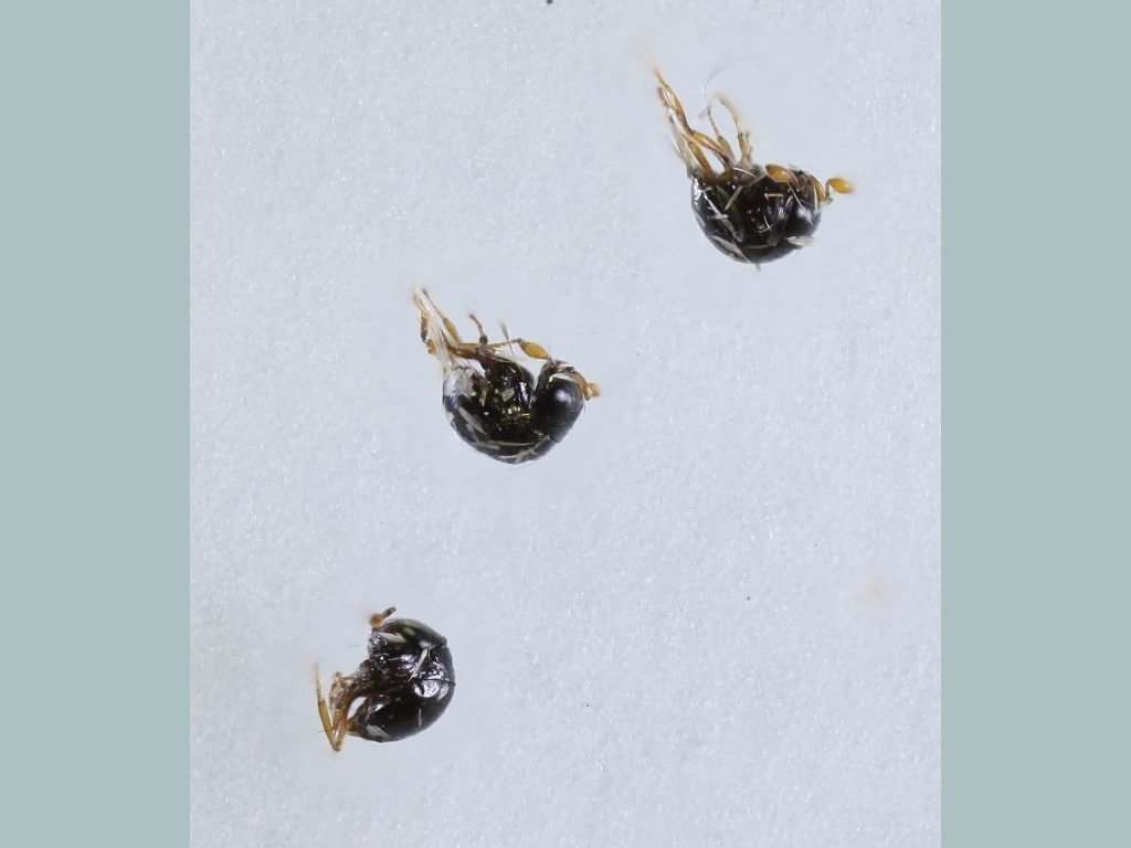 Baeus from LOT 34 Marks Street, Hermit Park QLD 4812, Australia on ...