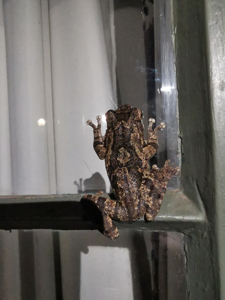 Grey Foam-nest Tree Frog from Sabie Park, 1260, South Africa on November 12, 2024 at 09:02 PM by ...
