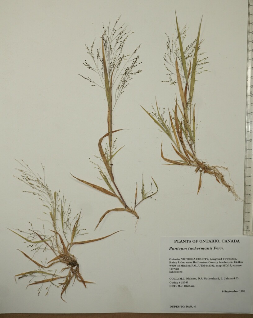 Philadelphia panic grass from Canada, Ontario, KAWARTHA LAKES County ...