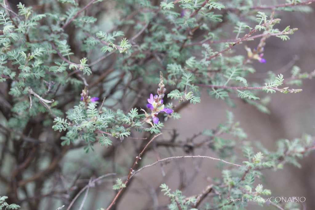 Silver Prairie Clover (Dalea bicolor) - Botanical Realm