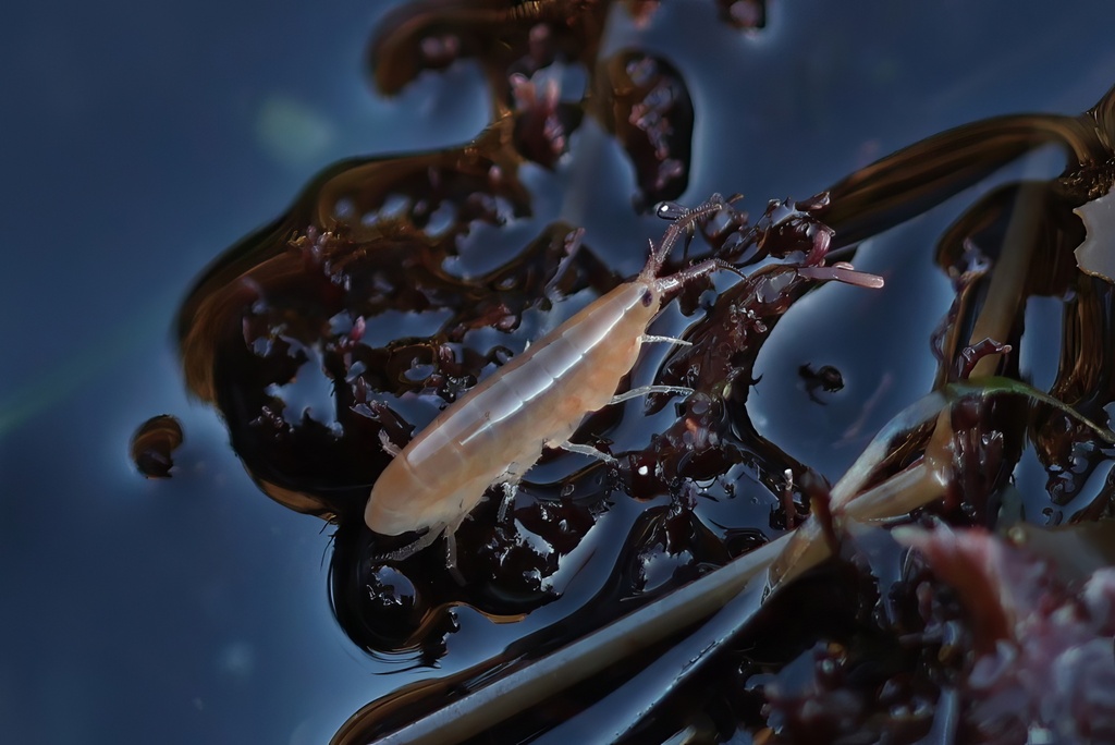 Pacific beach hopper from Dana Point, CA, USA on November 16, 2024 at ...