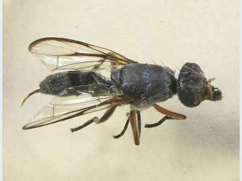 Plagiostenopterina aenea · iNaturalist
