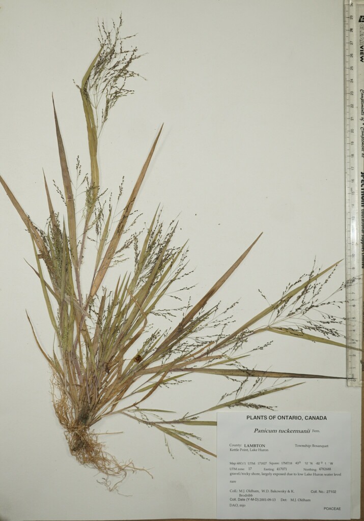 Philadelphia panic grass from Canada, Ontario, LAMBTON County, Kettle ...