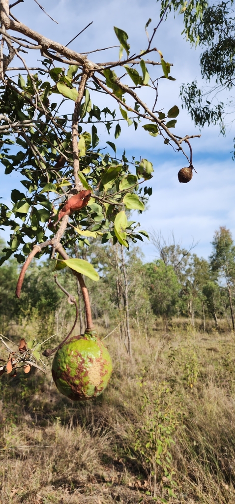 Native Pomegranate from Bouldercombe QLD 4702, Australia on November 18 ...