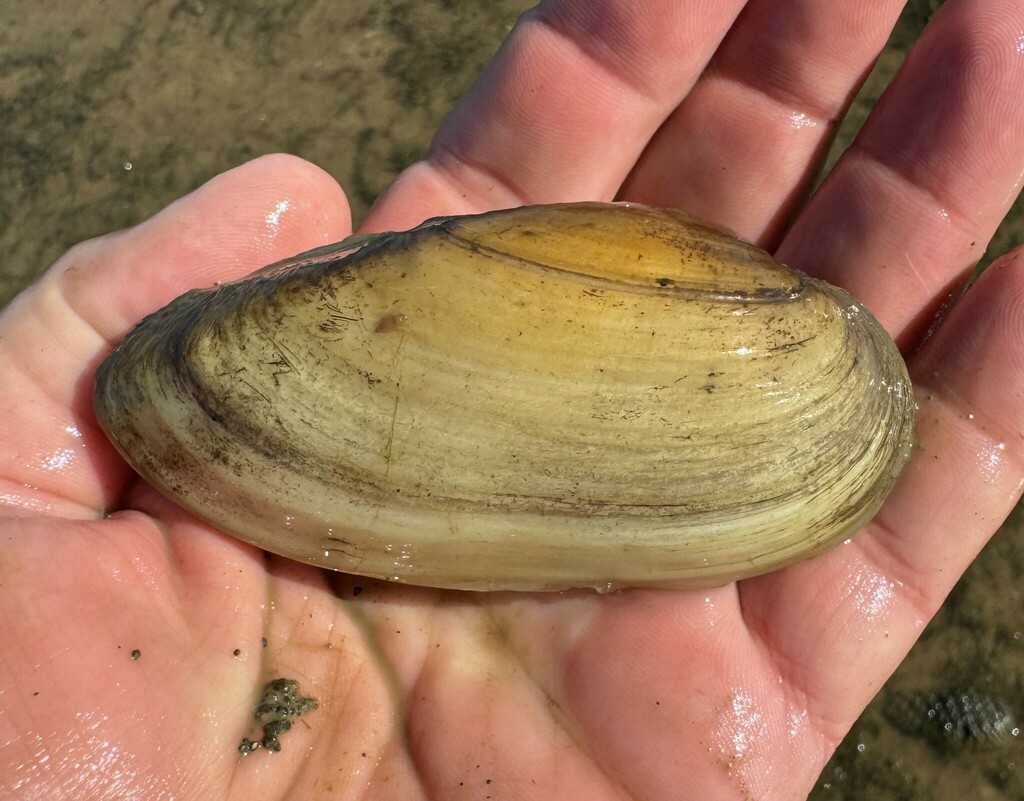Yellow Sandshell from Tennessee River, Decatur Harbor, Limestone County ...