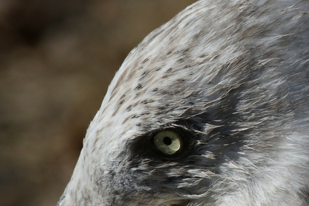 Saemundssonia lari from Fall River, MA, USA on November 17, 2024 at 11: ...