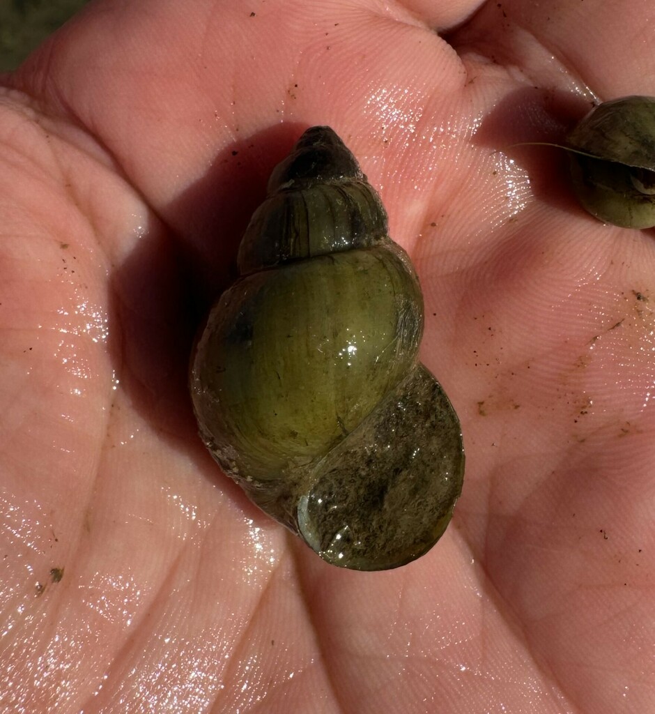 Pointed Campeloma from Tennessee River, Decatur Harbor, Limestone ...