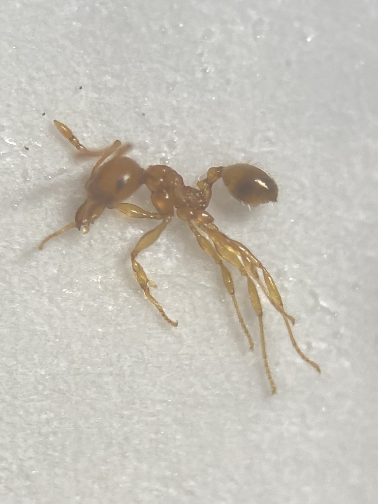 Pheidole fervida from 荒川大麻生公園, 熊谷市, 埼玉県, JP on November 17, 2024 at 03: ...