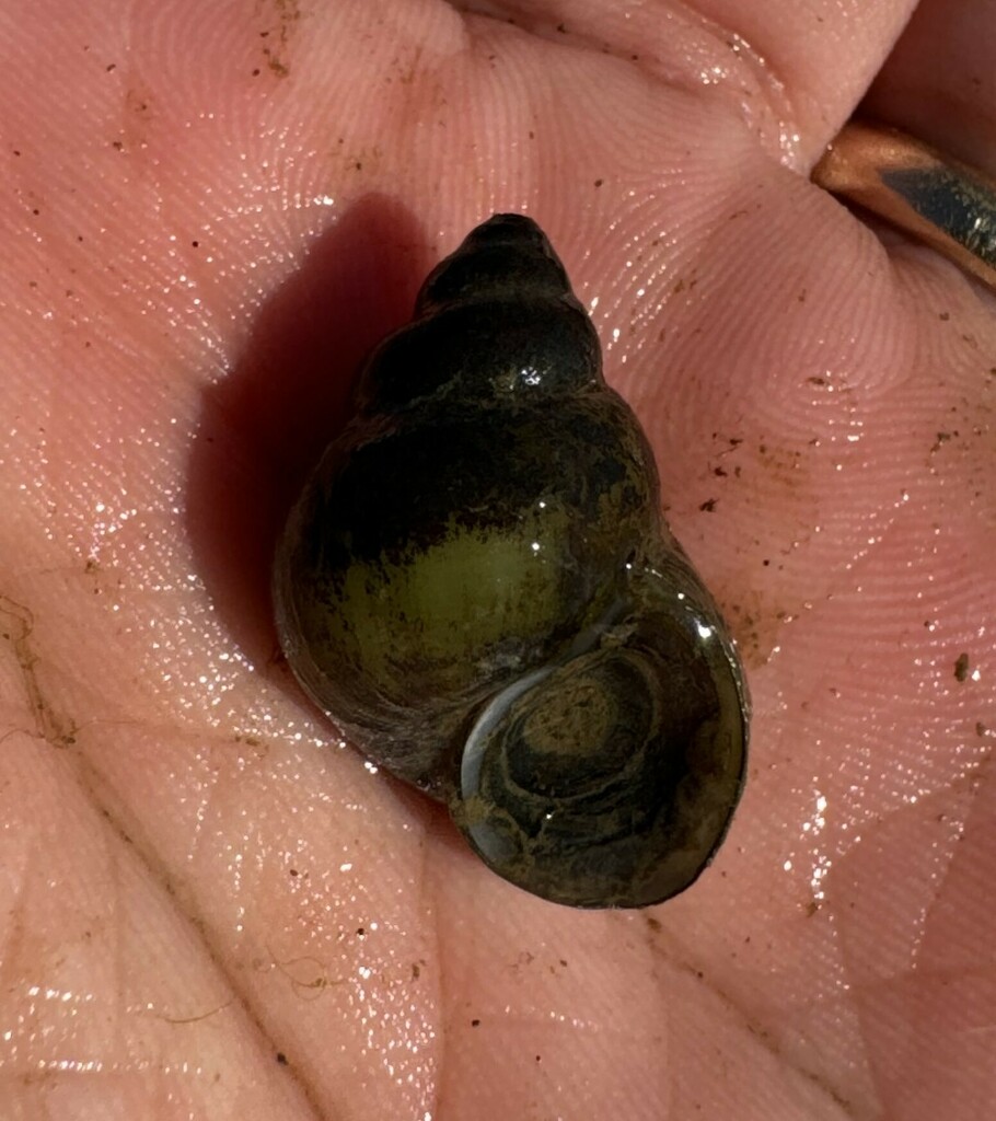 Pointed Campeloma from Tennessee River, Decatur Harbor, Limestone ...