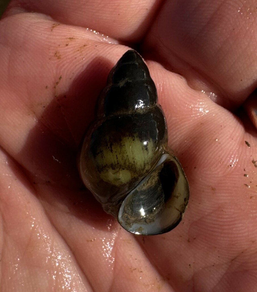 Pointed Campeloma from Tennessee River, Decatur Harbor, Limestone ...