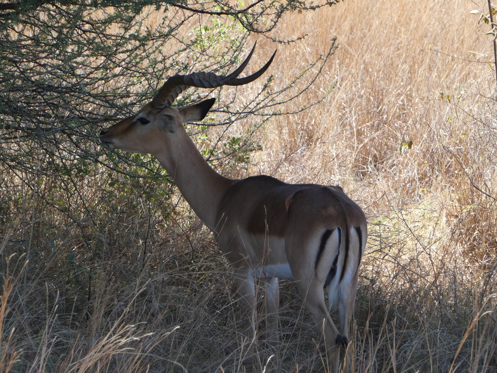 Common Impala from Hwange, Zimbabwe on May 21, 2023 at 11:46 AM by ...