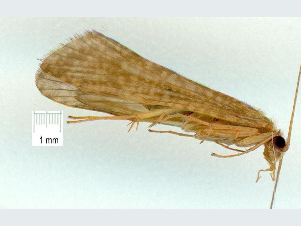 Little Sister Sedges from LOT 1 Stock Route Alleyway, Hervey Range QLD ...