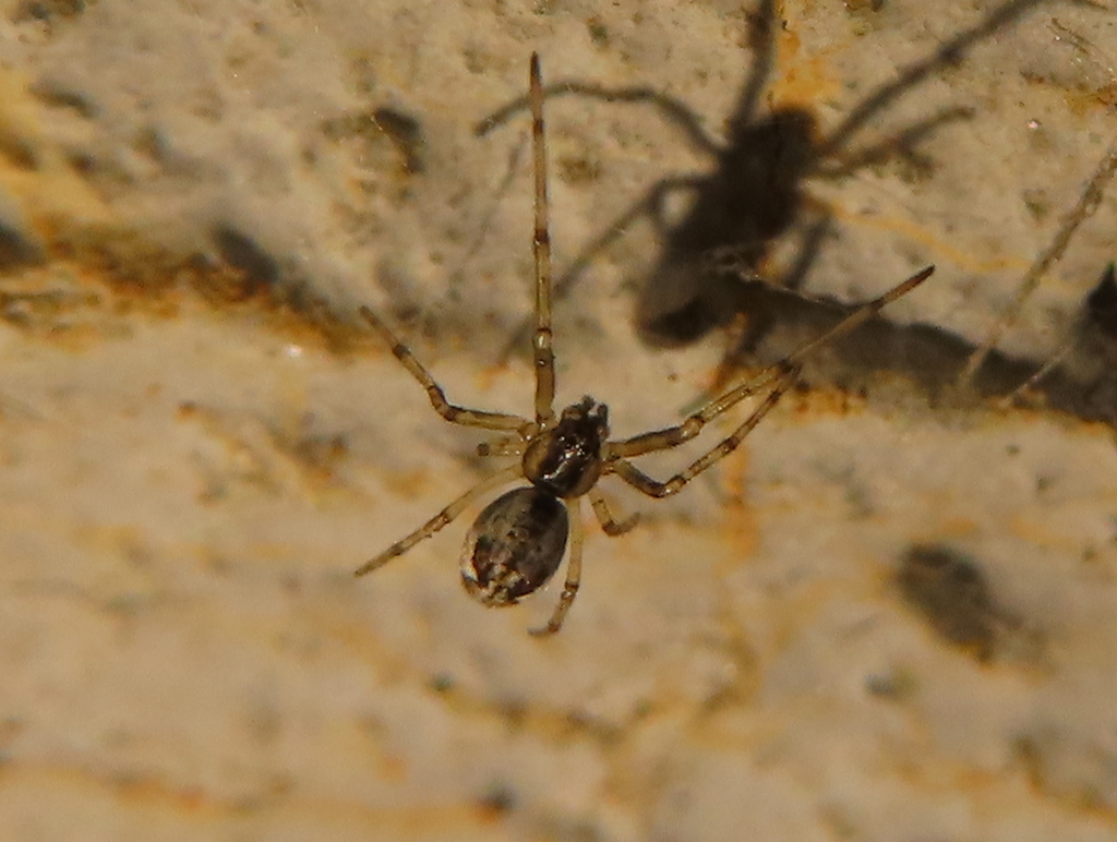 Common House Spider from National Harbor, MD, USA on November 17, 2024 ...