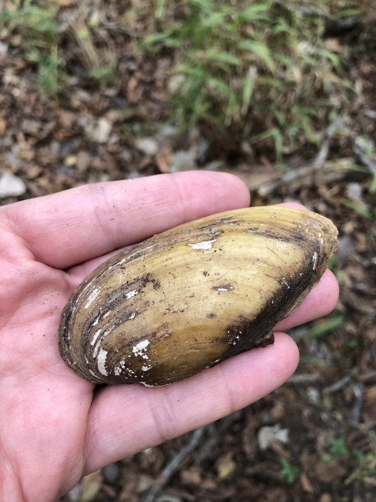 Yellow Sandshell from Fort Worth Nature Center & Refuge, Fort Worth, TX ...