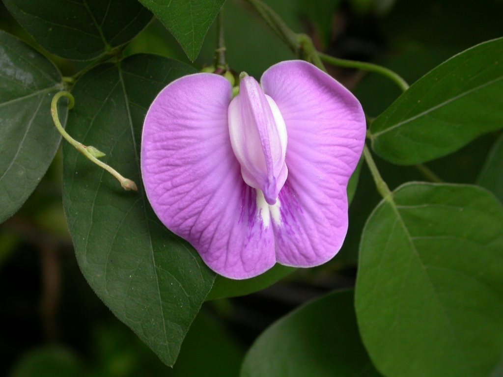 Centrosema molle ( Especies Introducidas e Invasoras de Guatemala ...