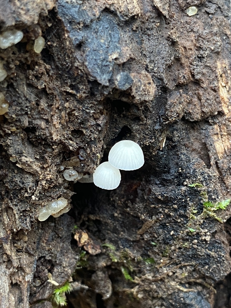 Bonnets in November 2024 by Jim Oehmke · iNaturalist