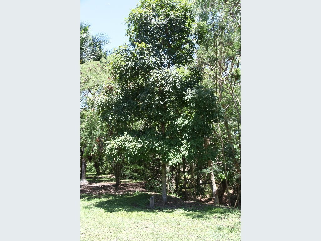 Crows Ash from LOT 2 Yolanda Drive, Annandale QLD 4814, Australia on ...