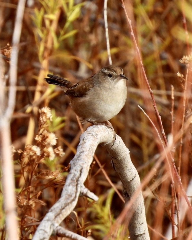 Marsh Wren from Reno, NV, USA on November 15, 2024 at 01:21 PM by Emma ...