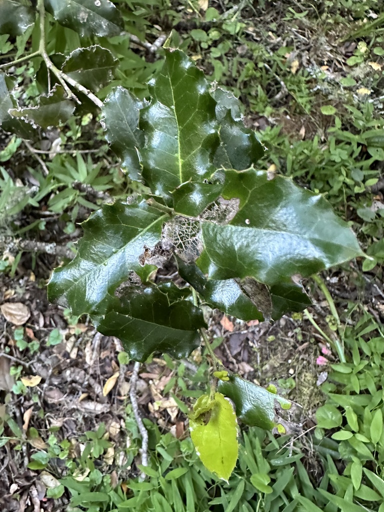 Citronella mucronata from San Ignacio de Palomares, Ránquil, Región de ...