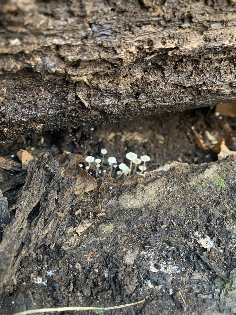 Splitpea Shanklet from Pioneer Mothers 1, Paoli, IN, US on November 17 ...