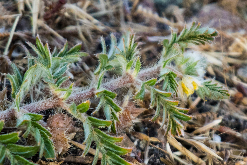 Puncturevine (Noxious Weeds of Colorado) · iNaturalist