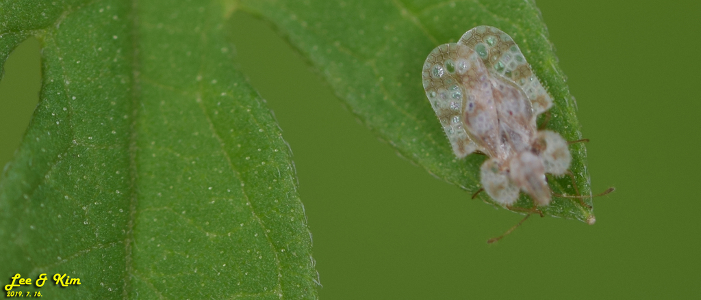 Chrysanthemum Lace Bug from Seosan, Chungcheongnam-do, South Korea on ...