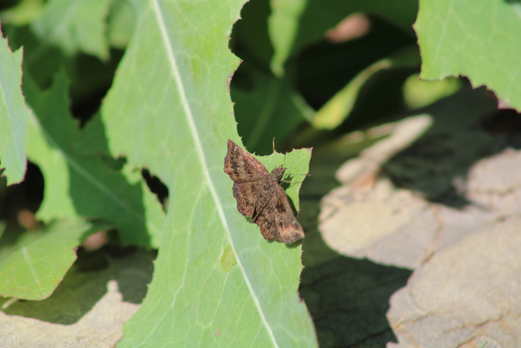 Hayhurst's Scallopwing from 5896 OK-199, Ardmore, OK 73401, USA on ...