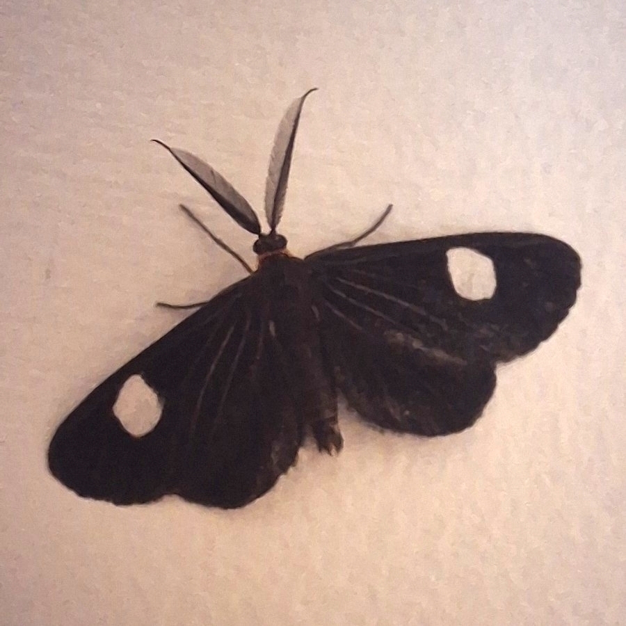 Melanchroia aterea from Bom Fim, Porto Alegre - RS, 90035-141, Brasil ...