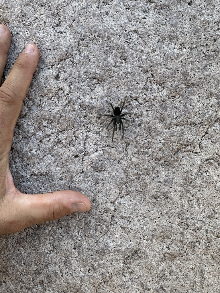 Superstition Mountains Tarantula from Tonto National Forest, Mesa, AZ ...