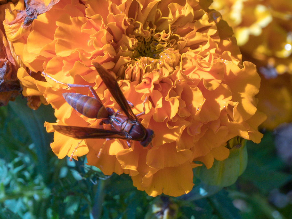 Sonoran Red Paper Wasp from Centro histórico de Morelia, 58000 Morelia ...