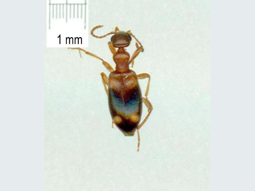 Double-dotted Anthicid from LOT 34 Marks Street, Hermit Park QLD 4812 ...
