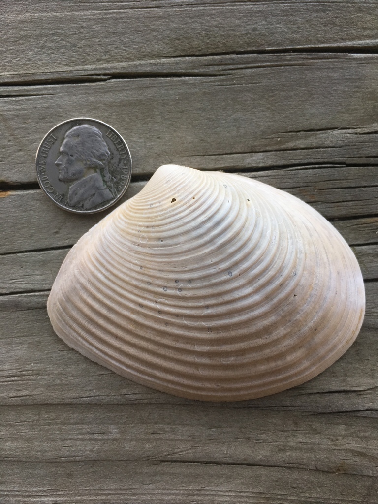 Channeled Duck Clam (North carolina marine molluscs) · iNaturalist