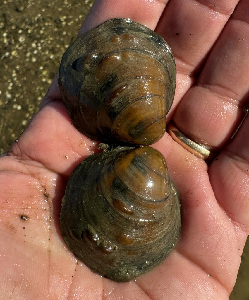Pimpleback from Tennessee River, Decatur Harbor, Limestone County, AL ...