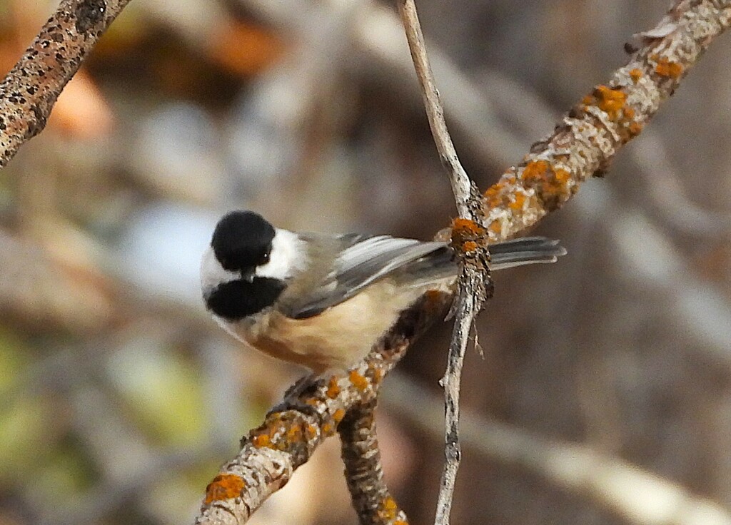 Black-capped Chickadee from Yakima County, WA, USA on November 17, 2024 ...
