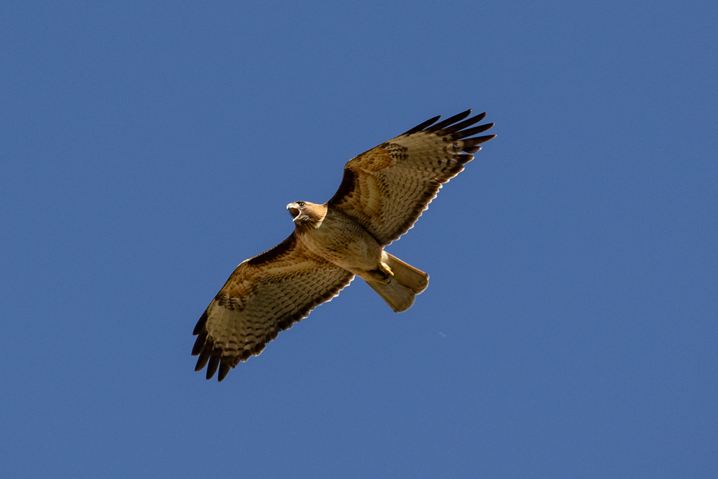 Red-tailed Hawk from Cluff Ranch, Graham County, AZ, USA on May 3, 2023 ...