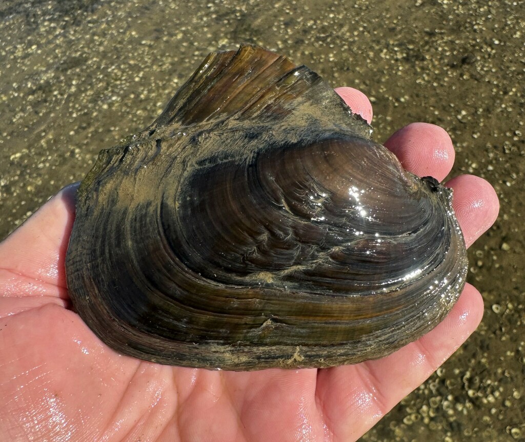 Pink Heelsplitter from Tennessee River, Decatur Harbor, Limestone ...