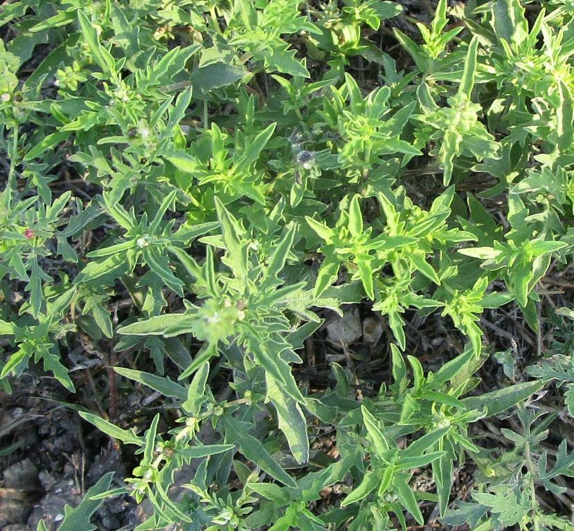 western ragweed from Pflugerville, TX, USA on November 12, 2024 at 02: ...