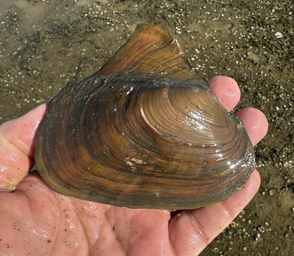 Pink Heelsplitter from Tennessee River, Decatur Harbor, Limestone ...