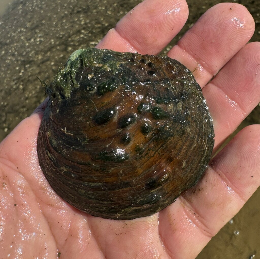 Purple Wartyback from Tennessee River, Decatur Harbor, Limestone County ...